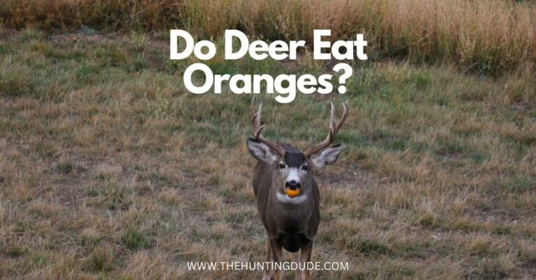 Do Deer Eat Oranges and Other Citrus Fruits? - THE HUNTING DUDE