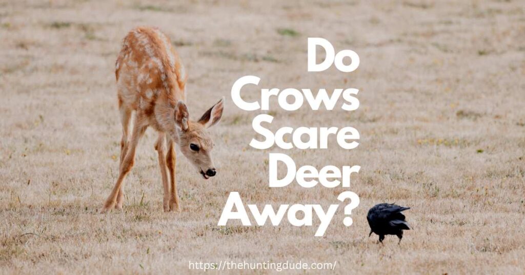 Do Crows Scare Deer Away? | Crow and Deer Relationship - THE HUNTING DUDE