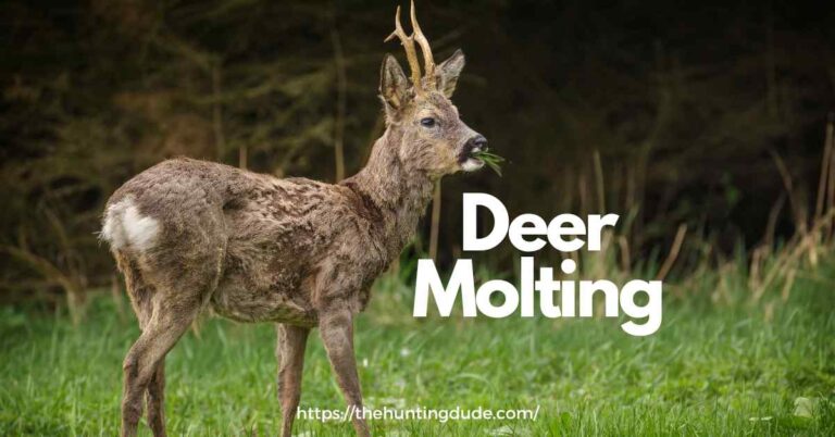 What is Deer Molting And When Do Deer Molt? All You Need To Know - THE ...